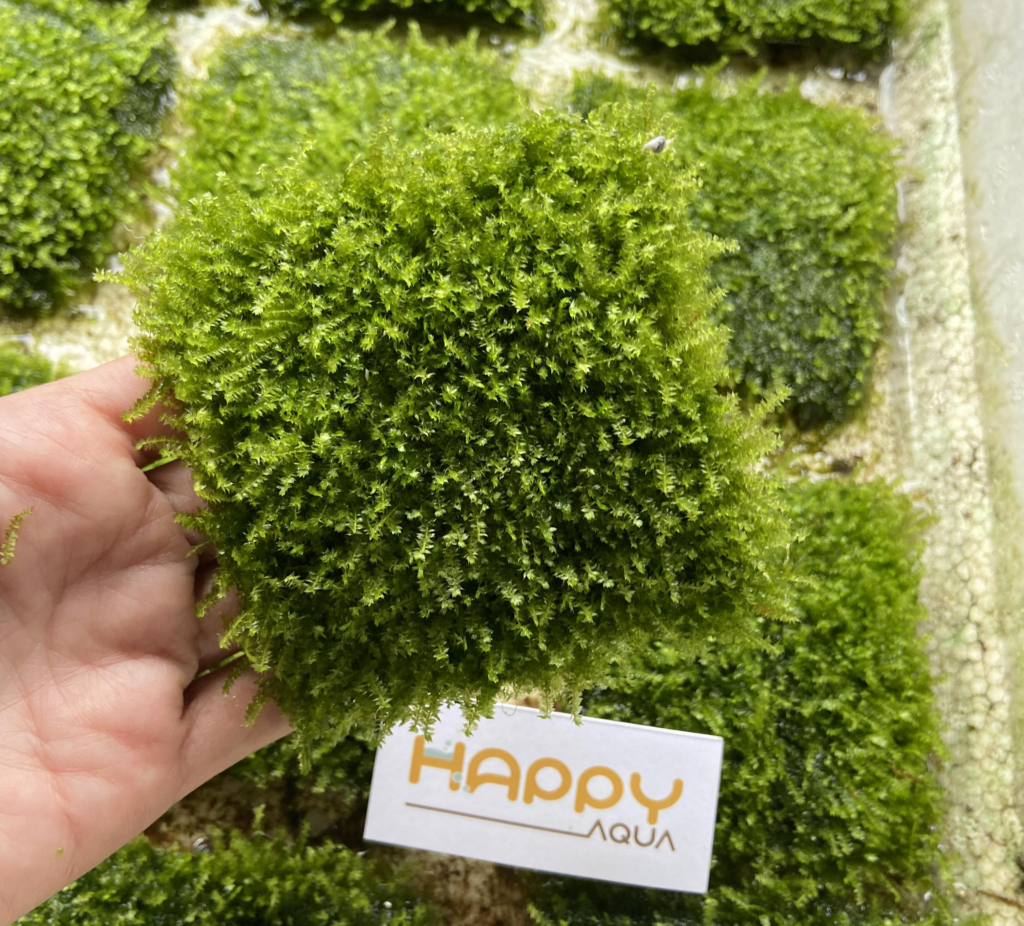 Rêu Mini Taiwan - Happy Aqua