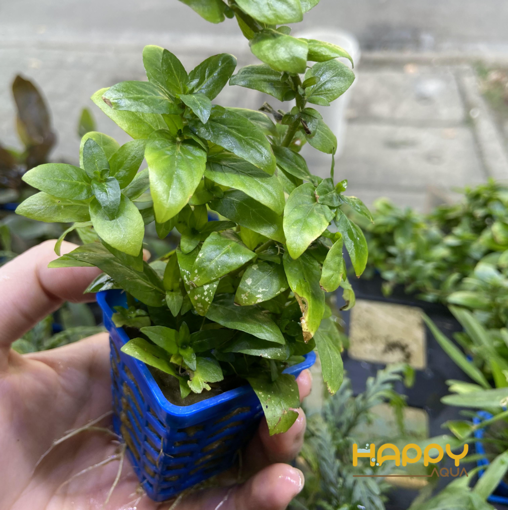 Rau Thơm - Happy Aqua