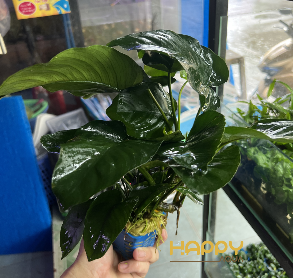 Ráy Đại - Happy Aqua