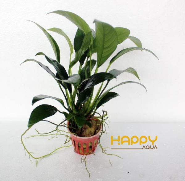 Ráy Lá Dài - Happy Aqua