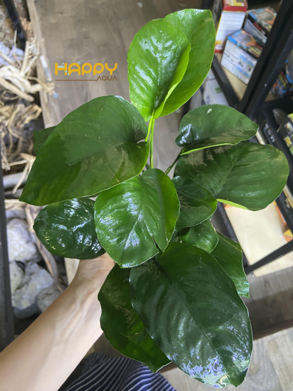 Ráy Đại - Happy Aqua