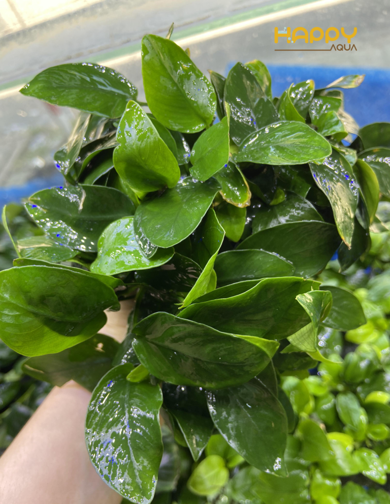 Ráy Lá Vàng - Happy Aqua