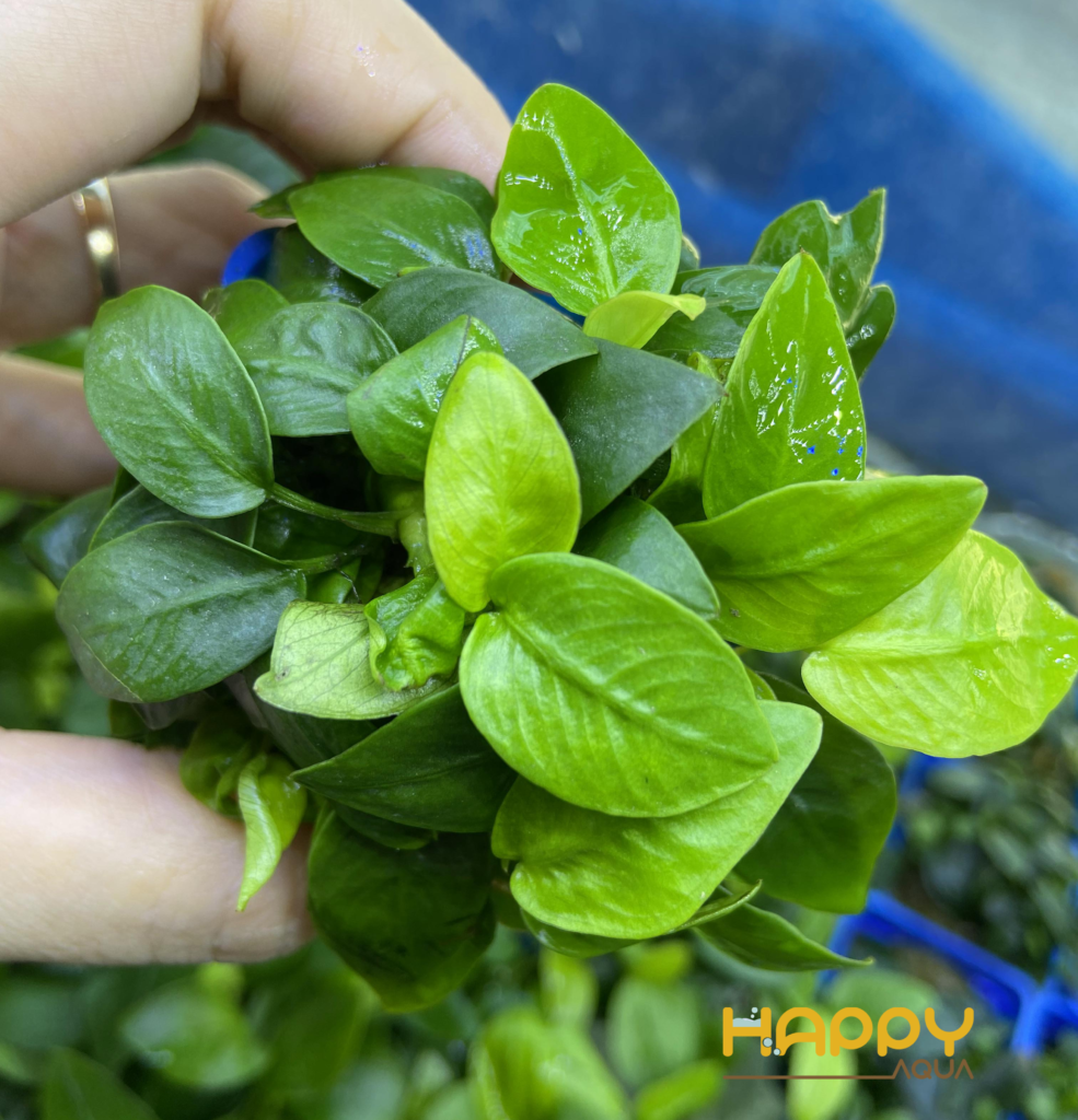 Ráy Lá Vàng Mini - Happy Aqua