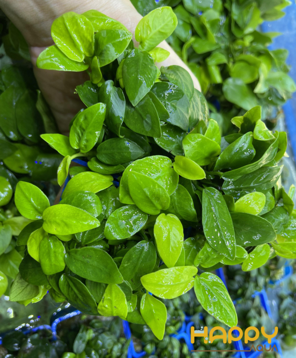 Ráy Lá Vàng Mini - Happy Aqua